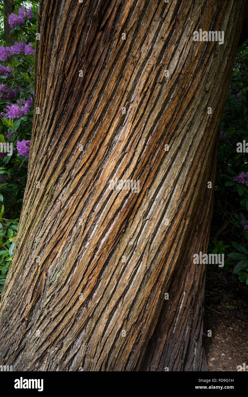 Twisty pattern of bark on a mature Sweet Chestut tree Stock Photo - Alamy
