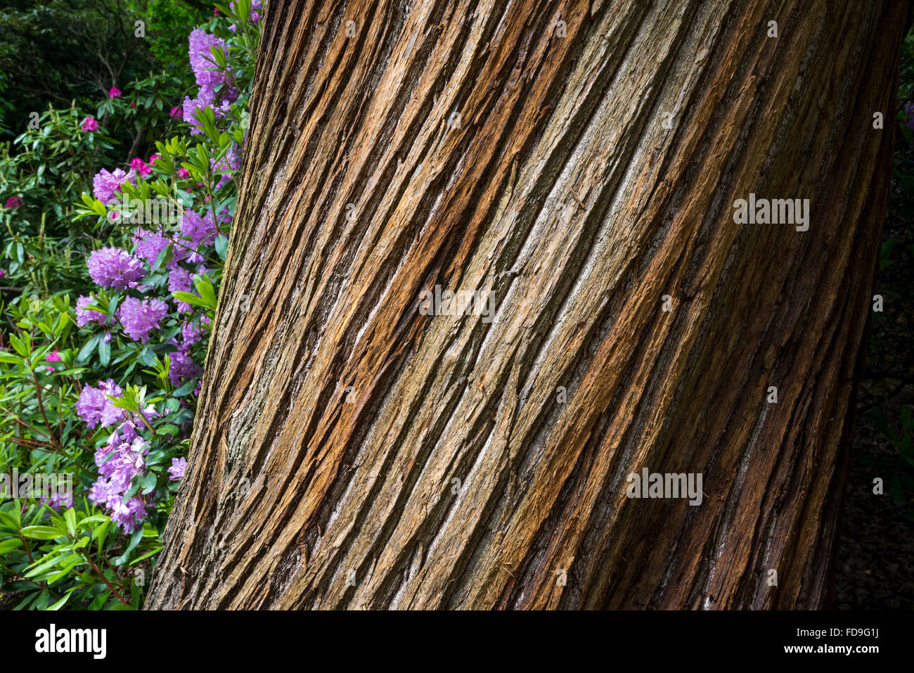 Sweet chestnut tree bark hi-res stock photography and images - Alamy