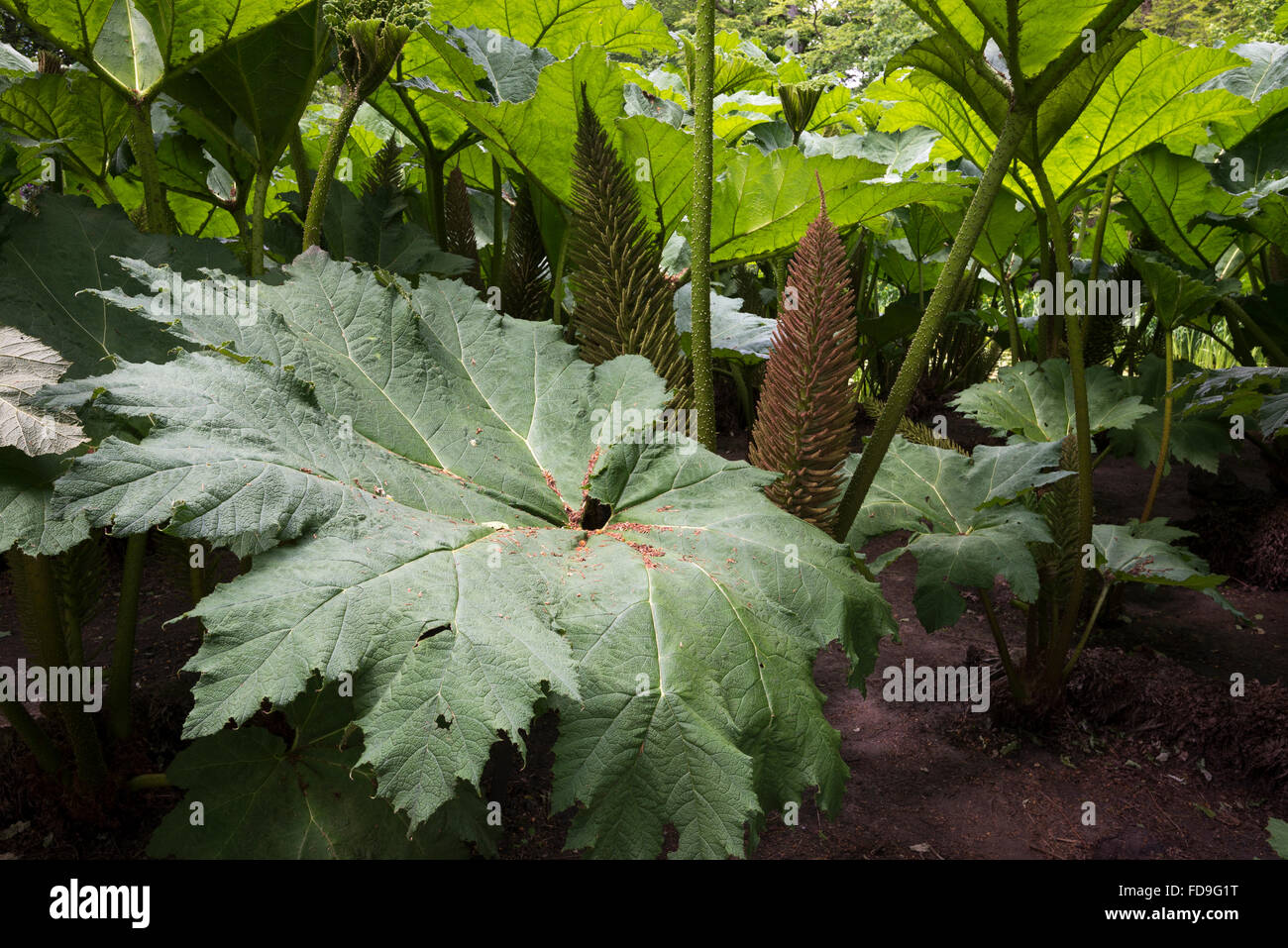 Gunnera manicata with giant green leaves and strange flowering stems ...