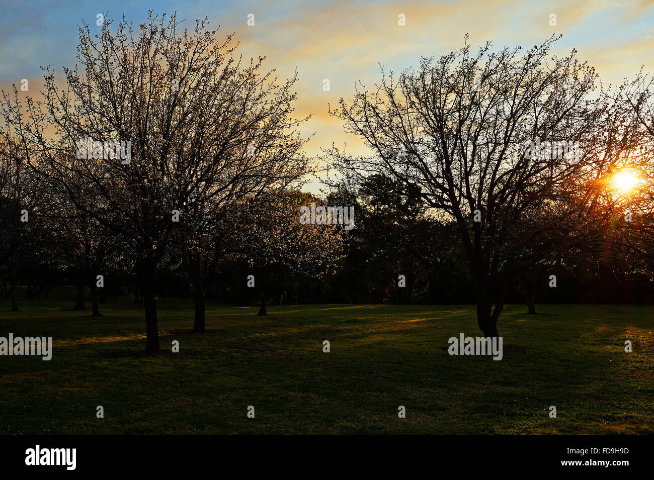Sunset under the White Blossom Trees Stock Photo - Alamy