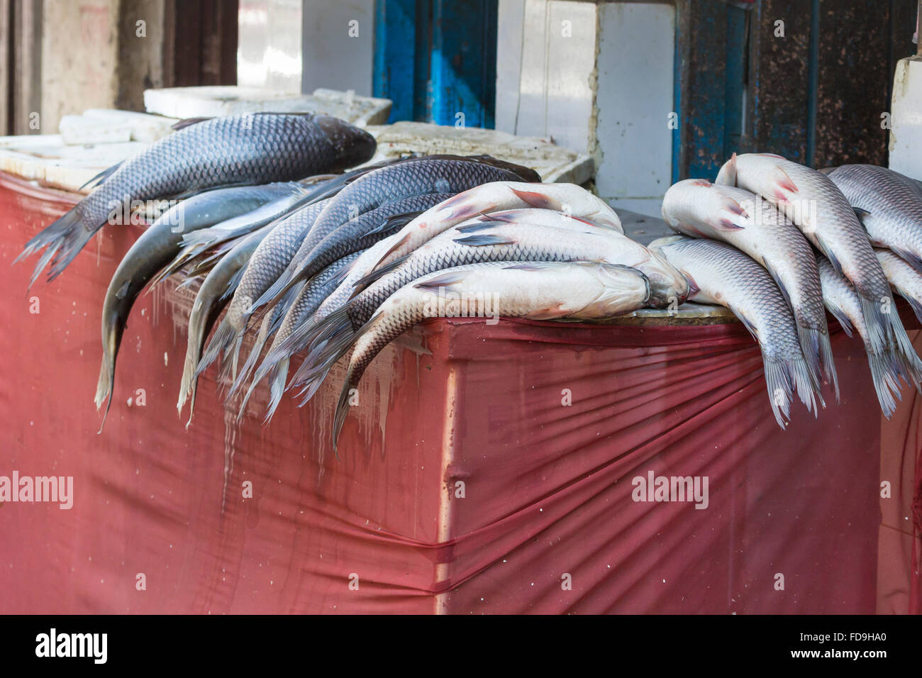 Indian variety fishes hi-res stock photography and images - Alamy