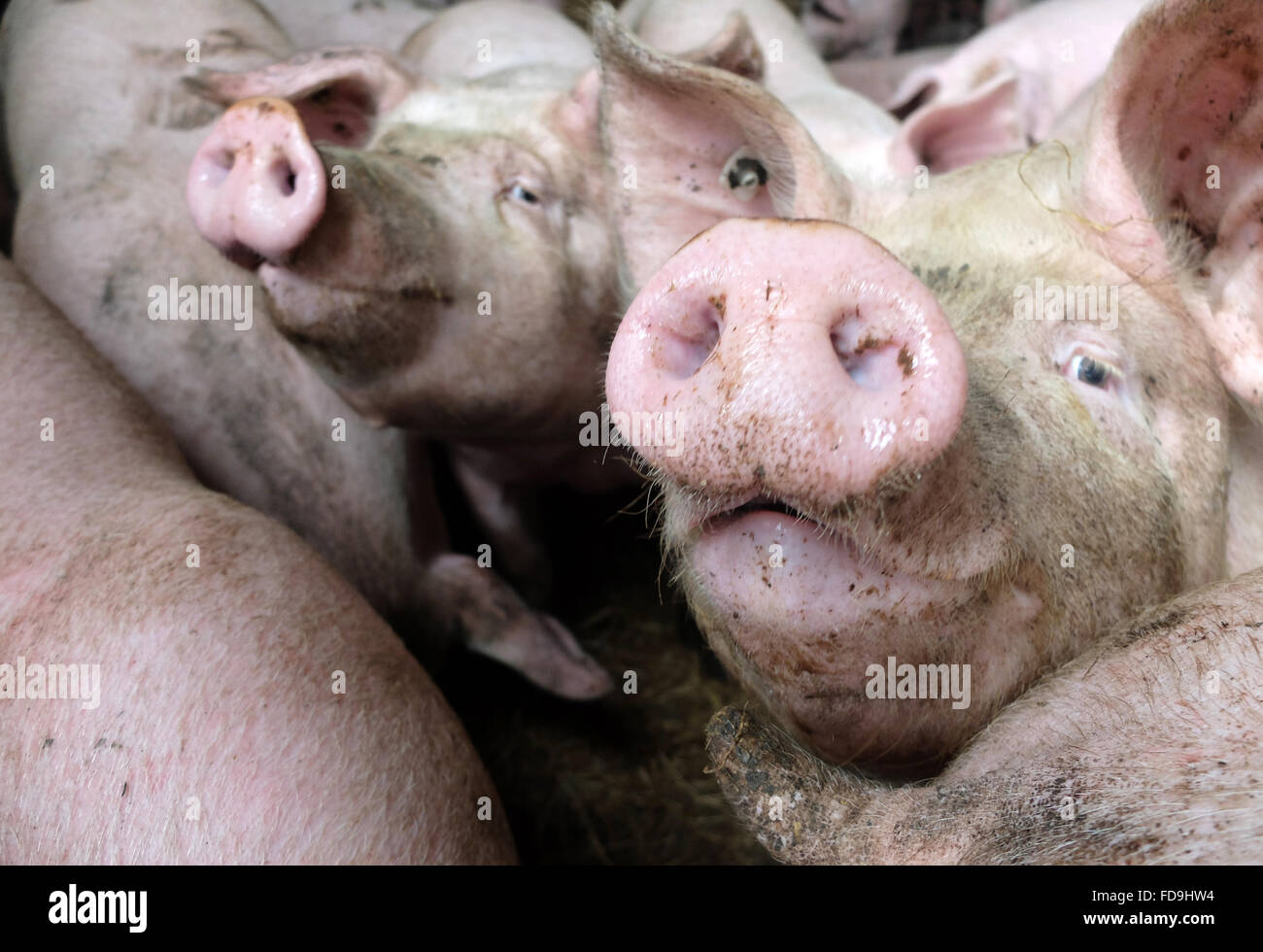 Beinrode, Germany, pig Stock Photo - Alamy