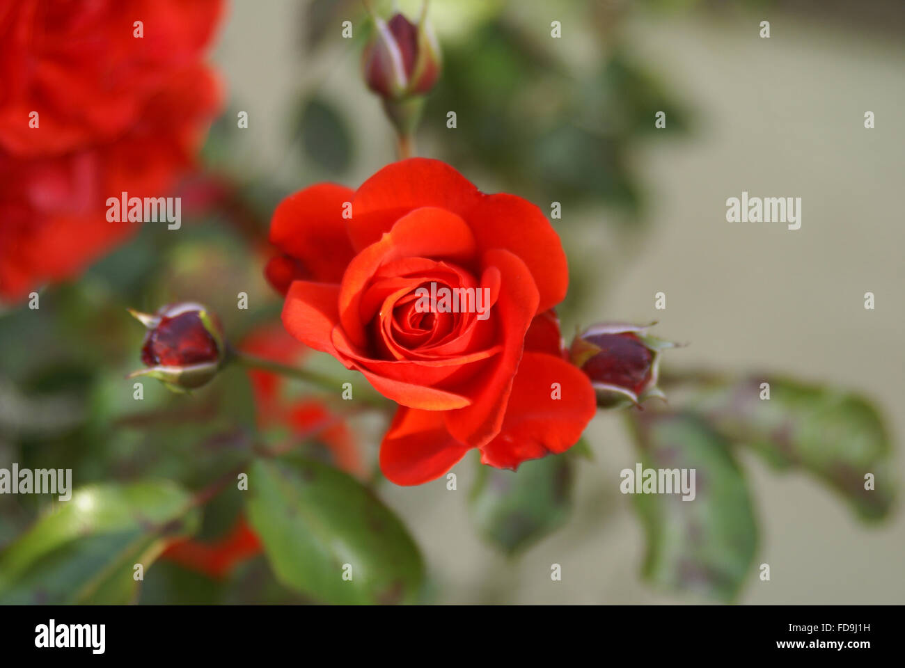 Open red rose hi-res stock photography and images - Alamy