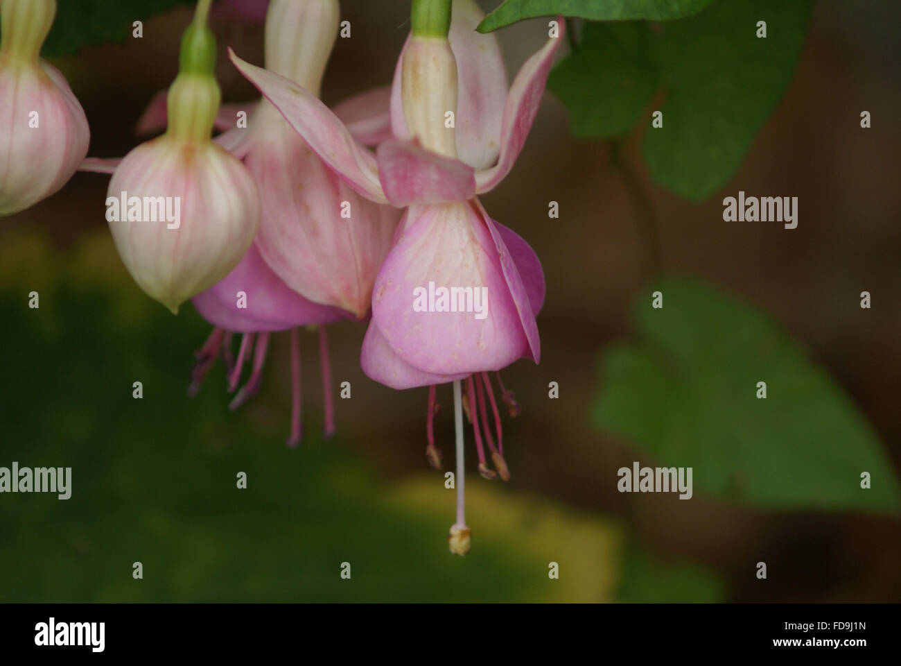 pink fuchsia with blurbed green back ground Stock Photo - Alamy