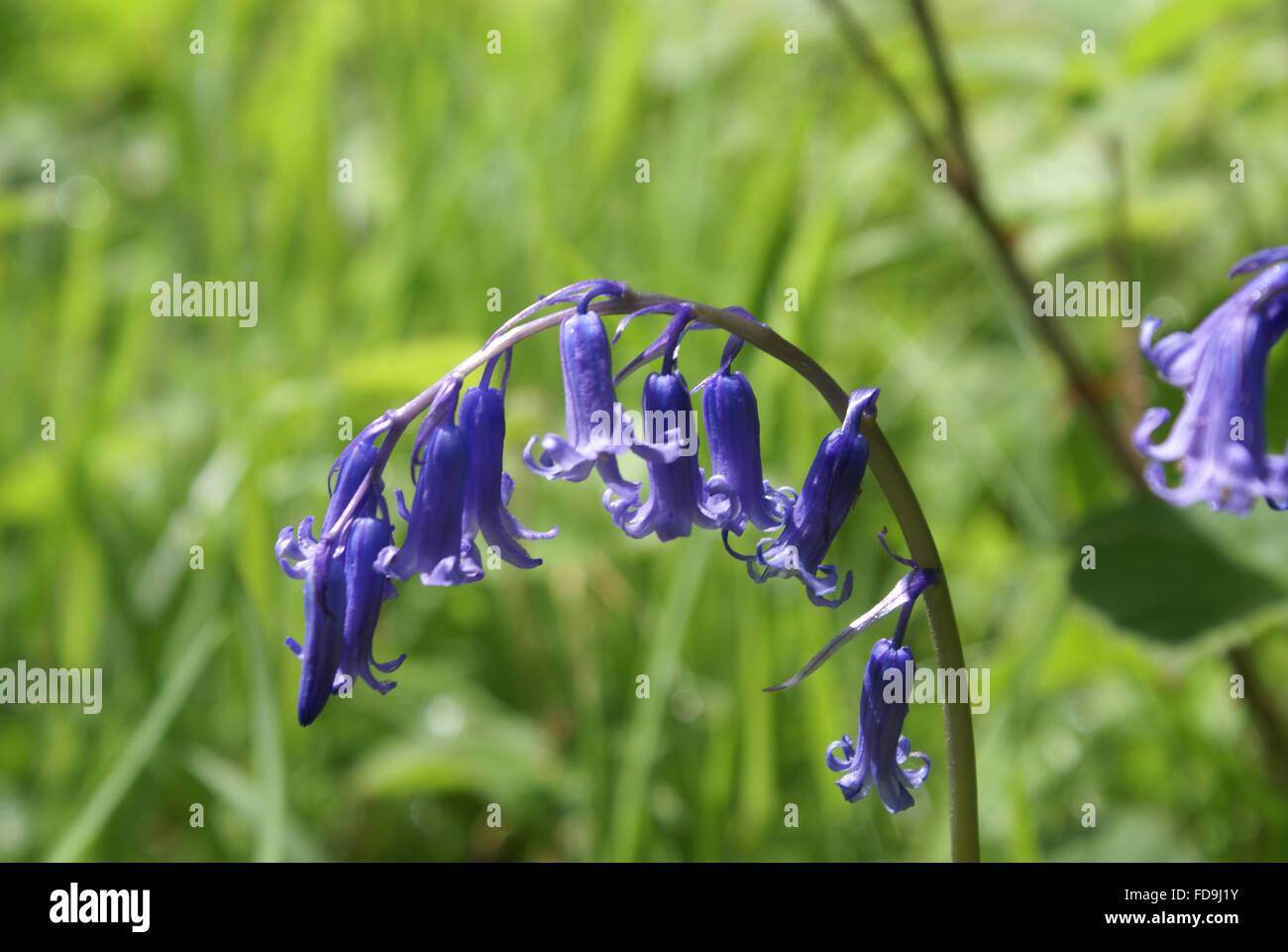 Bluebell bulb plant hi-res stock photography and images - Alamy