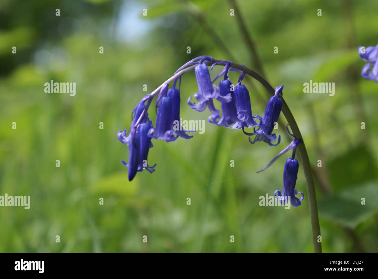 single stem of bluebells Stock Photo - Alamy