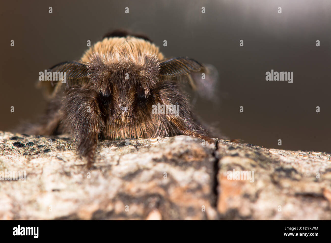 December moth hi-res stock photography and images - Alamy
