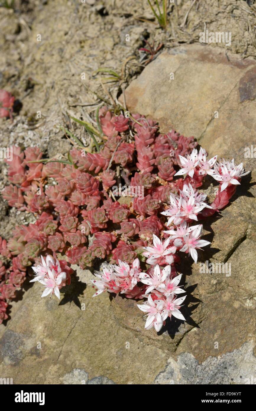 Stonecrops hi-res stock photography and images - Alamy