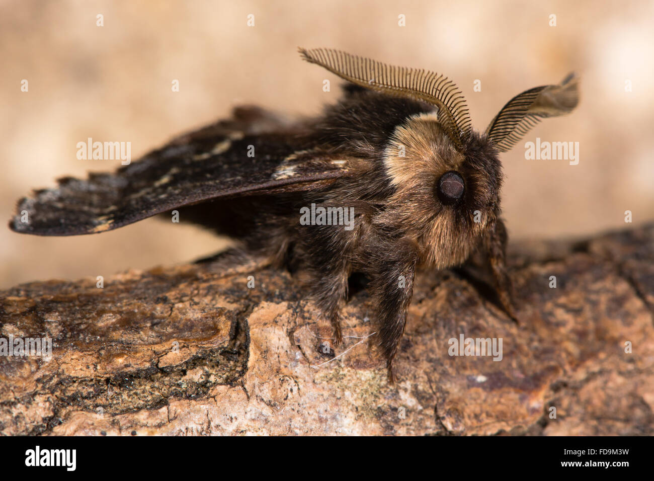 December moth hi-res stock photography and images - Alamy