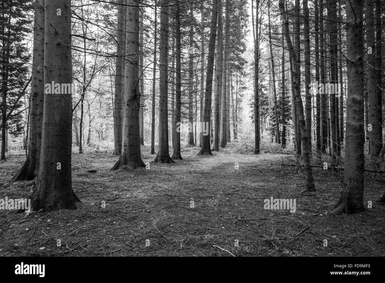 Green trees Black and White Stock Photos & Images - Alamy