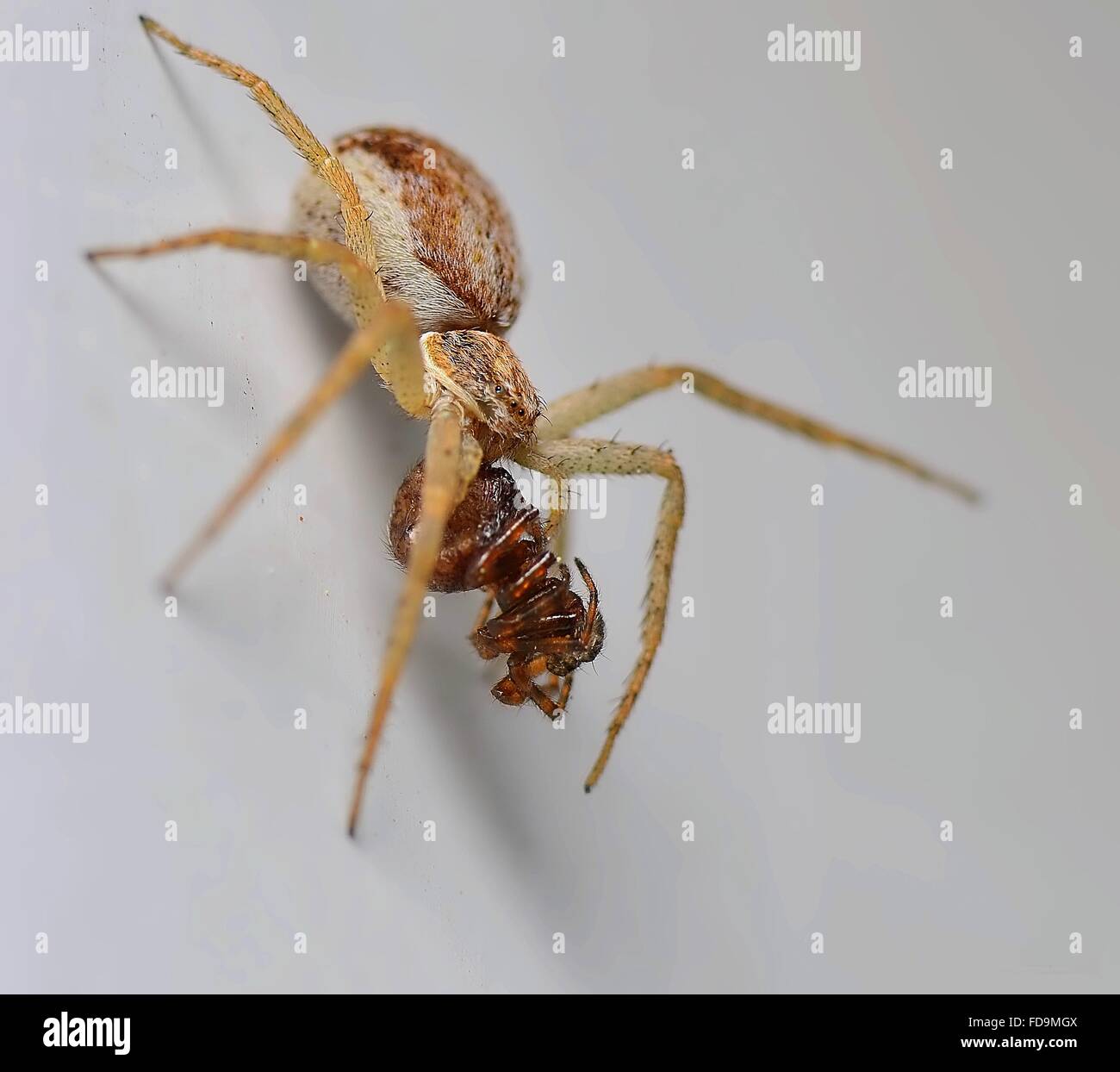 Close-Up Of Spider Holding Dead Spider On Wall Stock Photo - Alamy