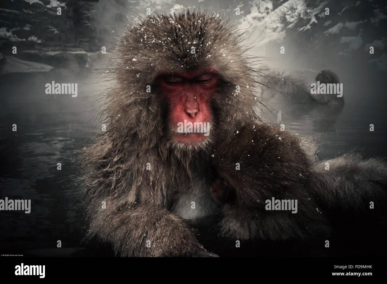Cold monkey hi-res stock photography and images - Alamy