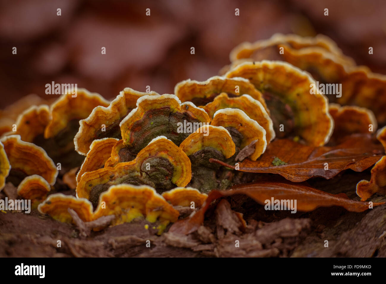 English woodland fungi hi-res stock photography and images - Alamy
