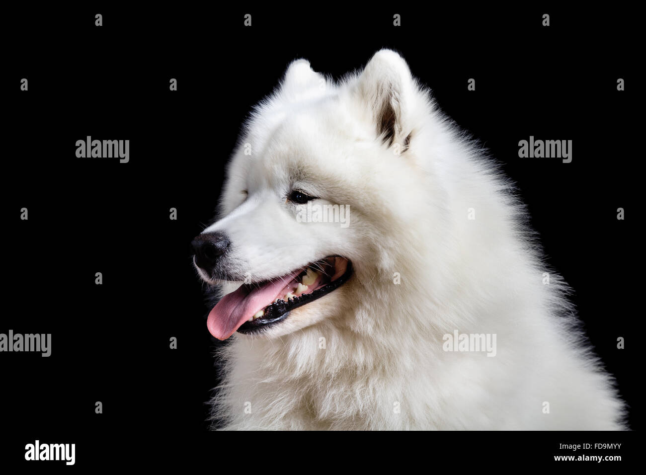 Samoyed hi-res stock photography and images - Alamy