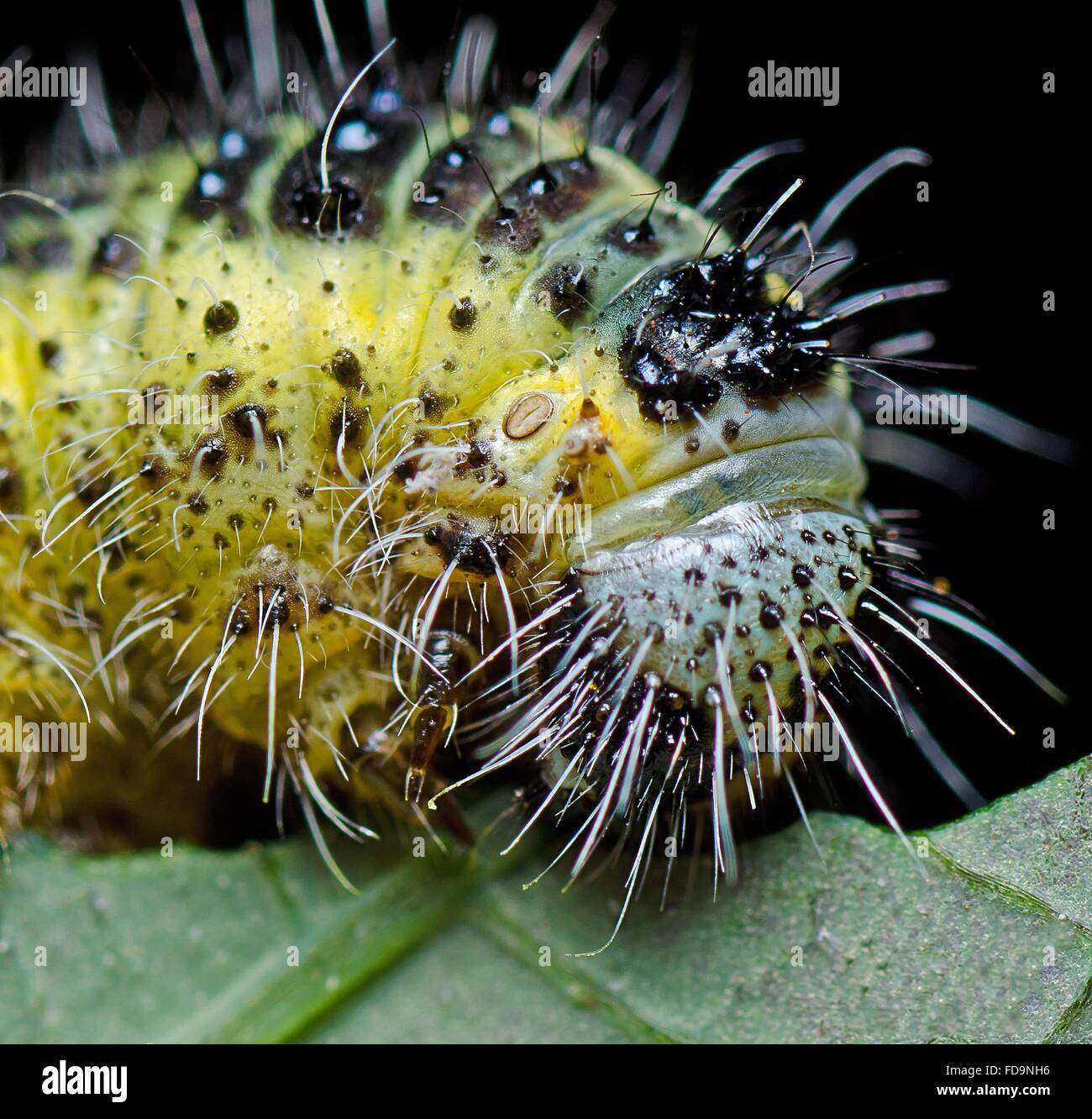 Caterpillar Hair High Resolution Stock Photography and Images - Alamy