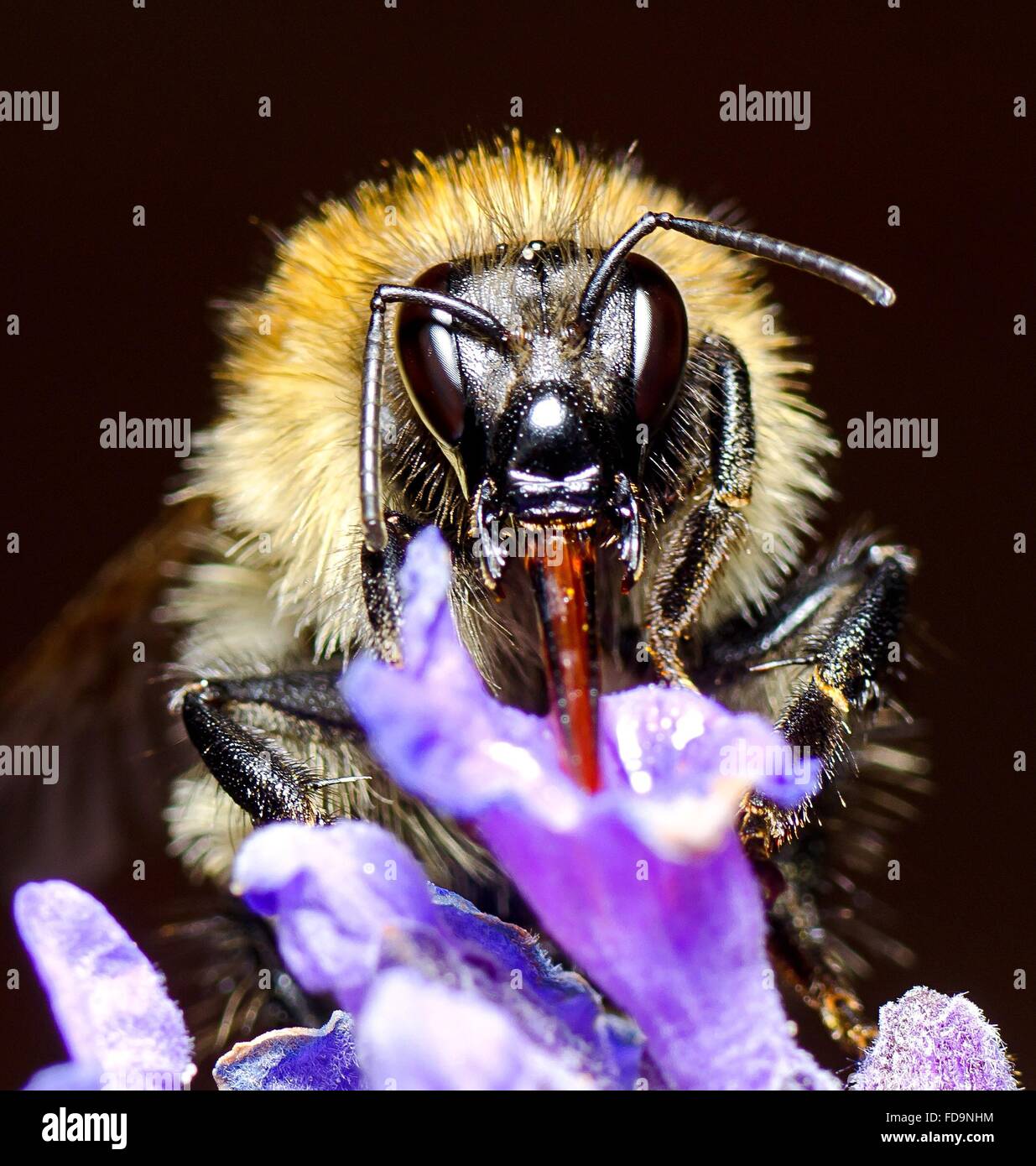 Antenna bee close up hi-res stock photography and images - Alamy