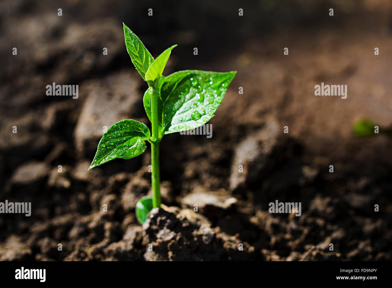 Plant without soil hi-res stock photography and images - Alamy