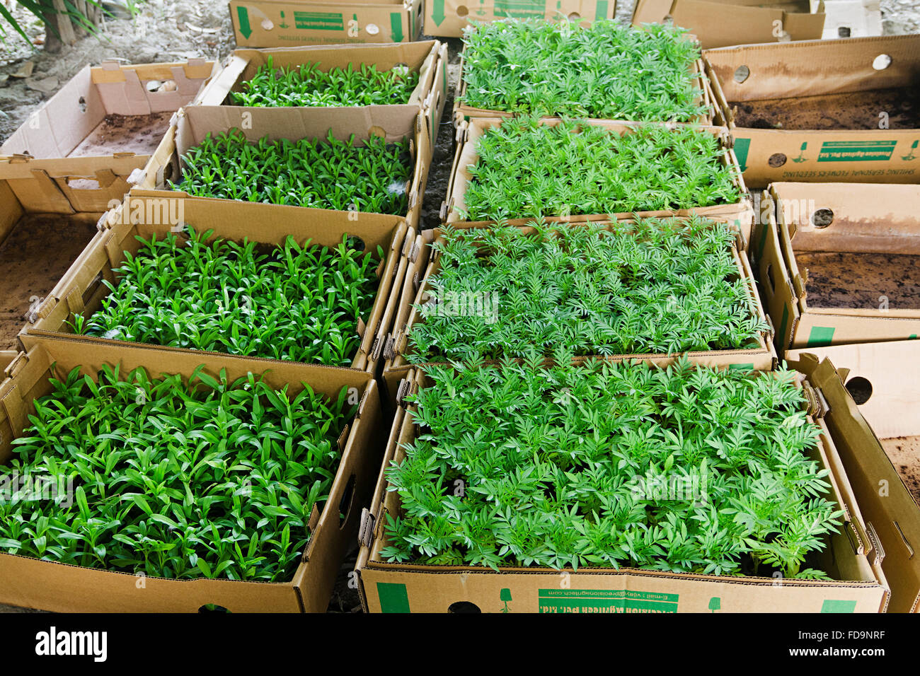 Packaging plant hi-res stock photography and images - Alamy