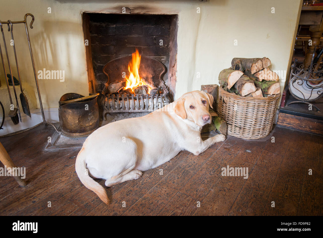 A golden labrador dog lying in front of an open fire Stock Photo - Alamy