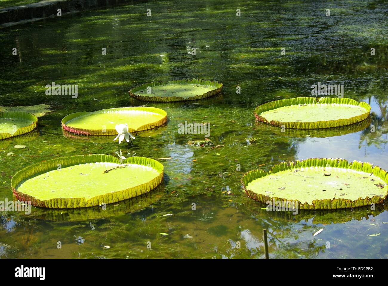 Water lotus plants hi-res stock photography and images - Alamy