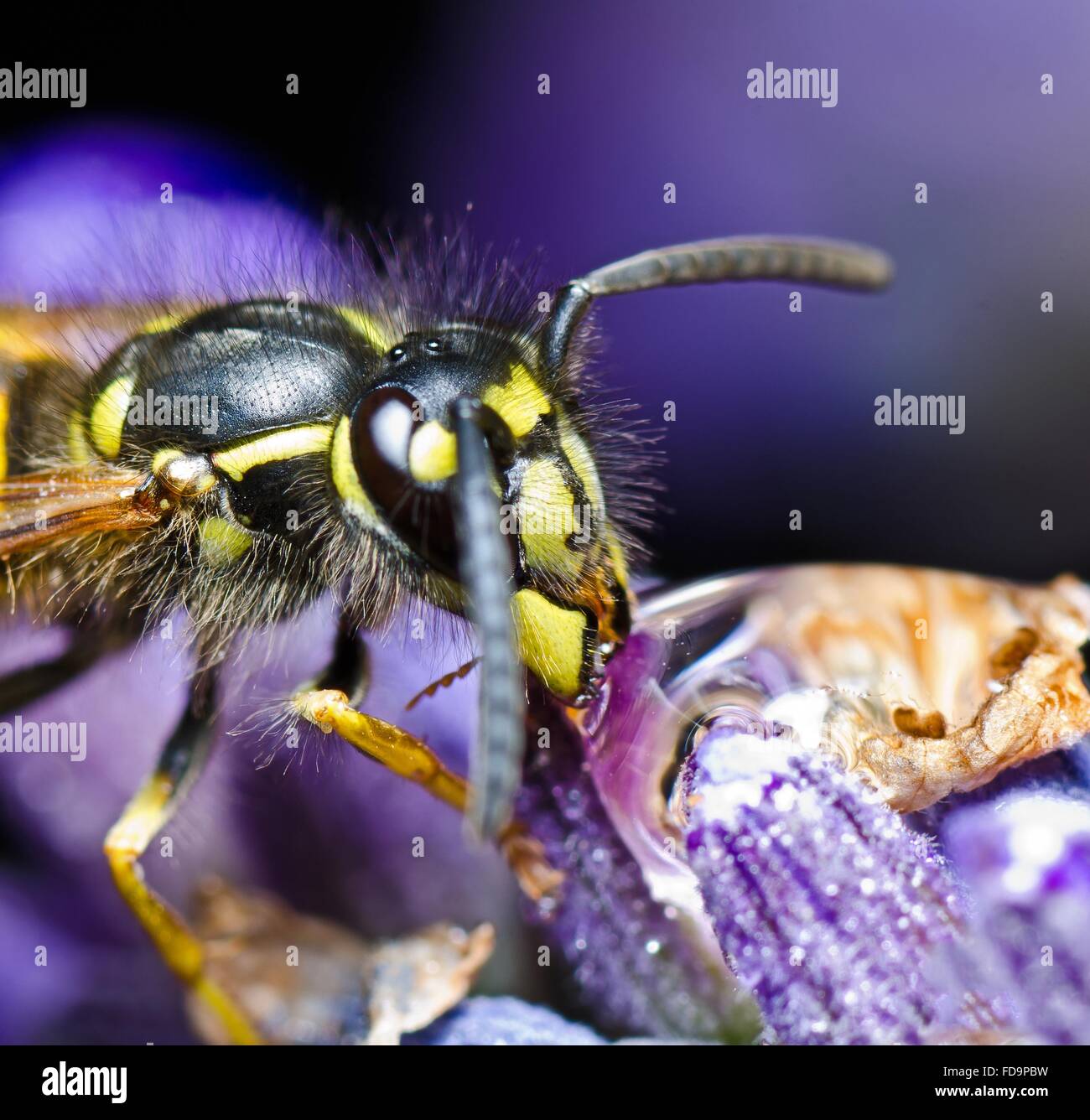 Antenna Bee Close Up High Resolution Stock Photography and Images - Alamy