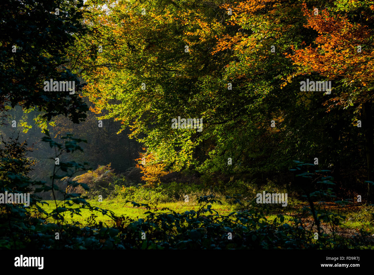 English oak woodland hi-res stock photography and images - Alamy