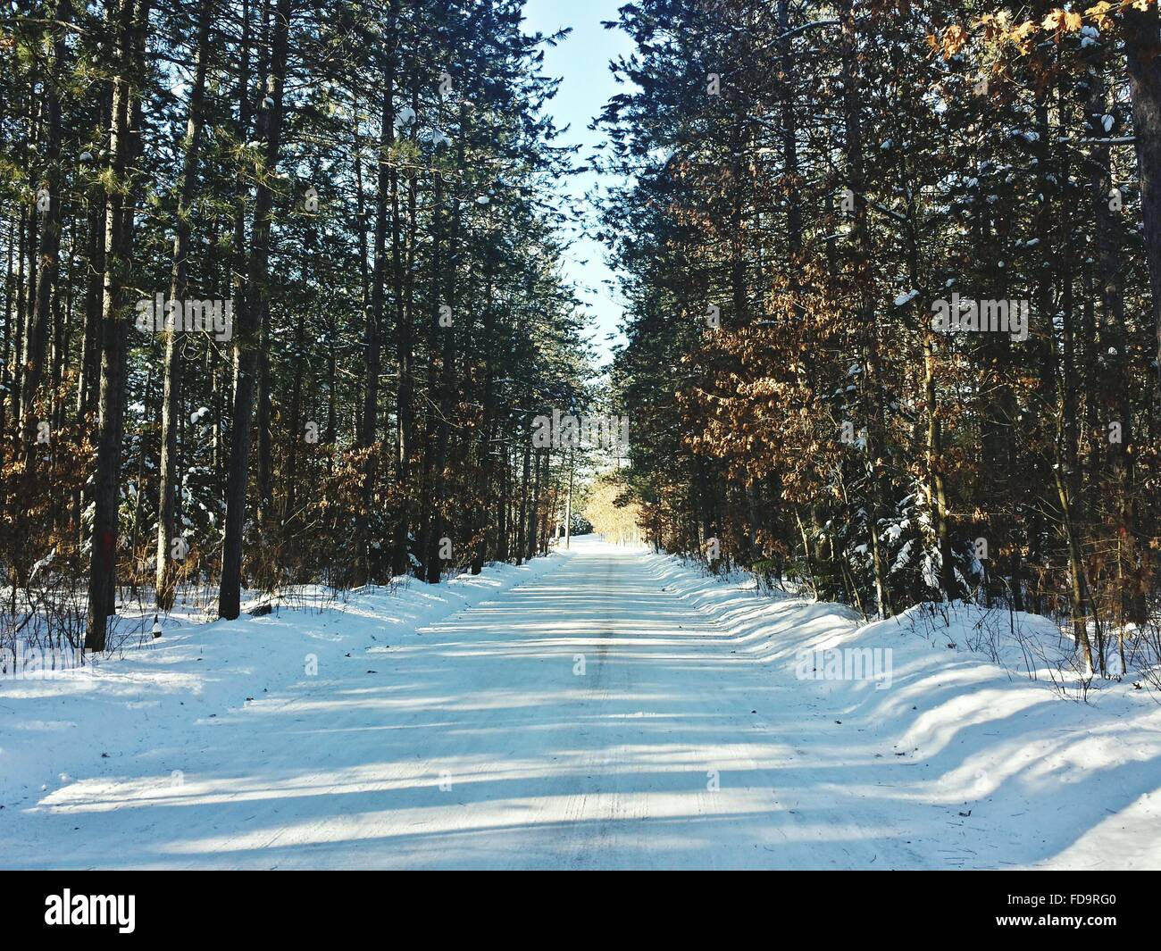 Snow Covered Road Along Trees Stock Photo - Alamy