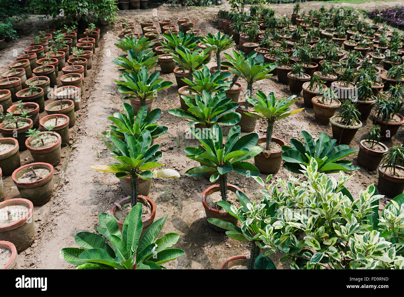 India agriculture patterns hi-res stock photography and images - Alamy