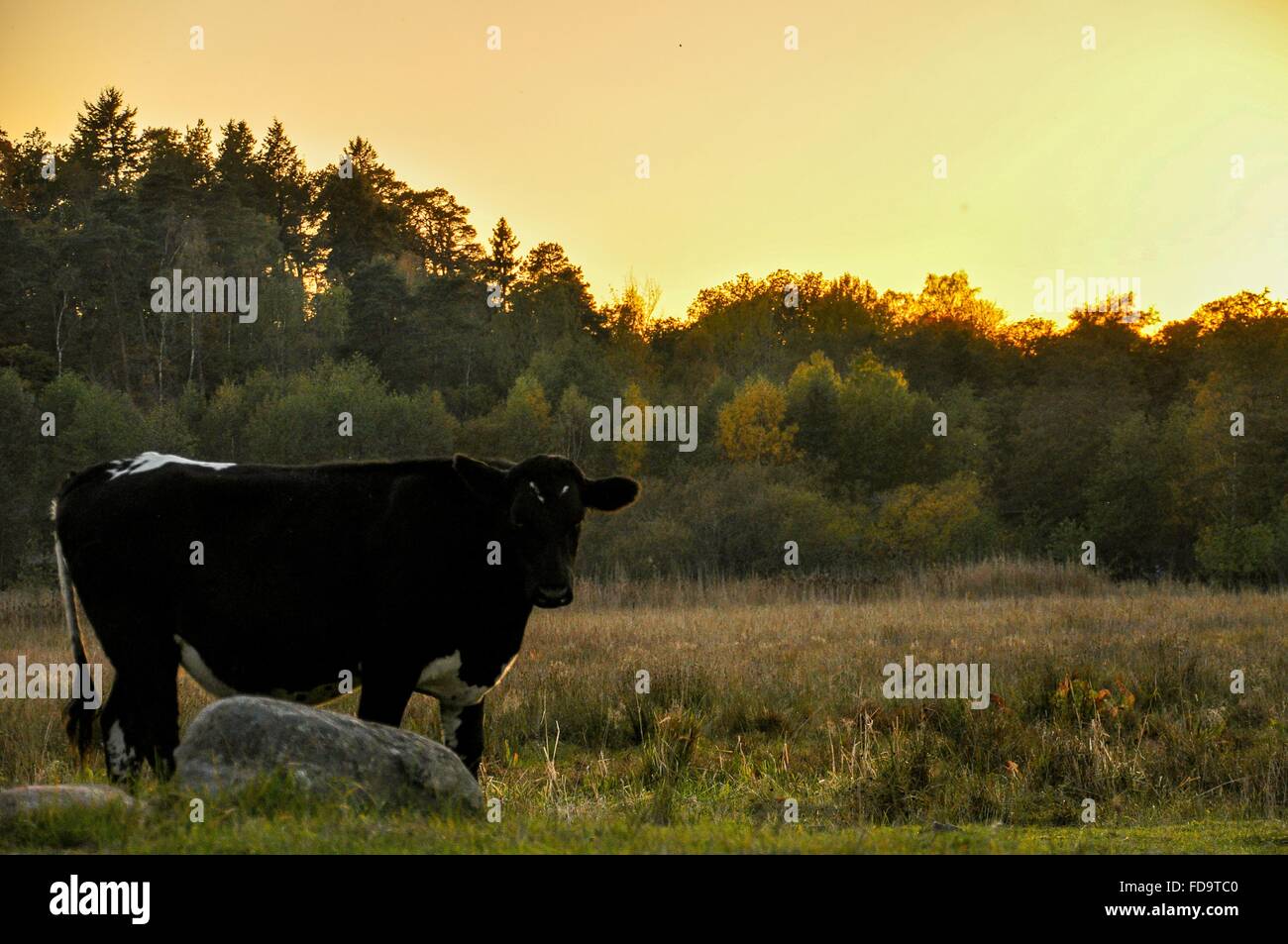 One cow side view on field hi-res stock photography and images - Alamy