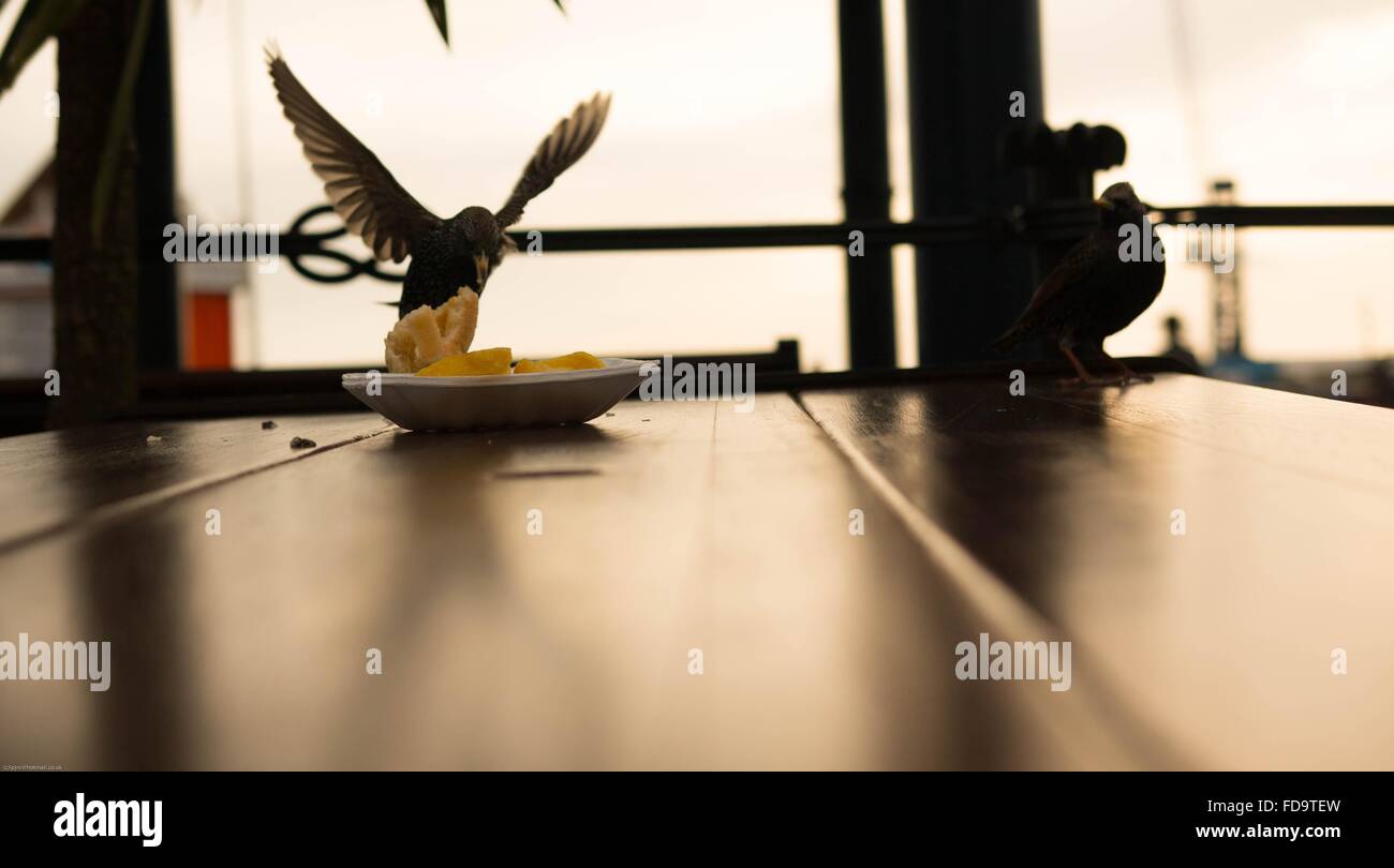 Table of birds hi-res stock photography and images - Alamy