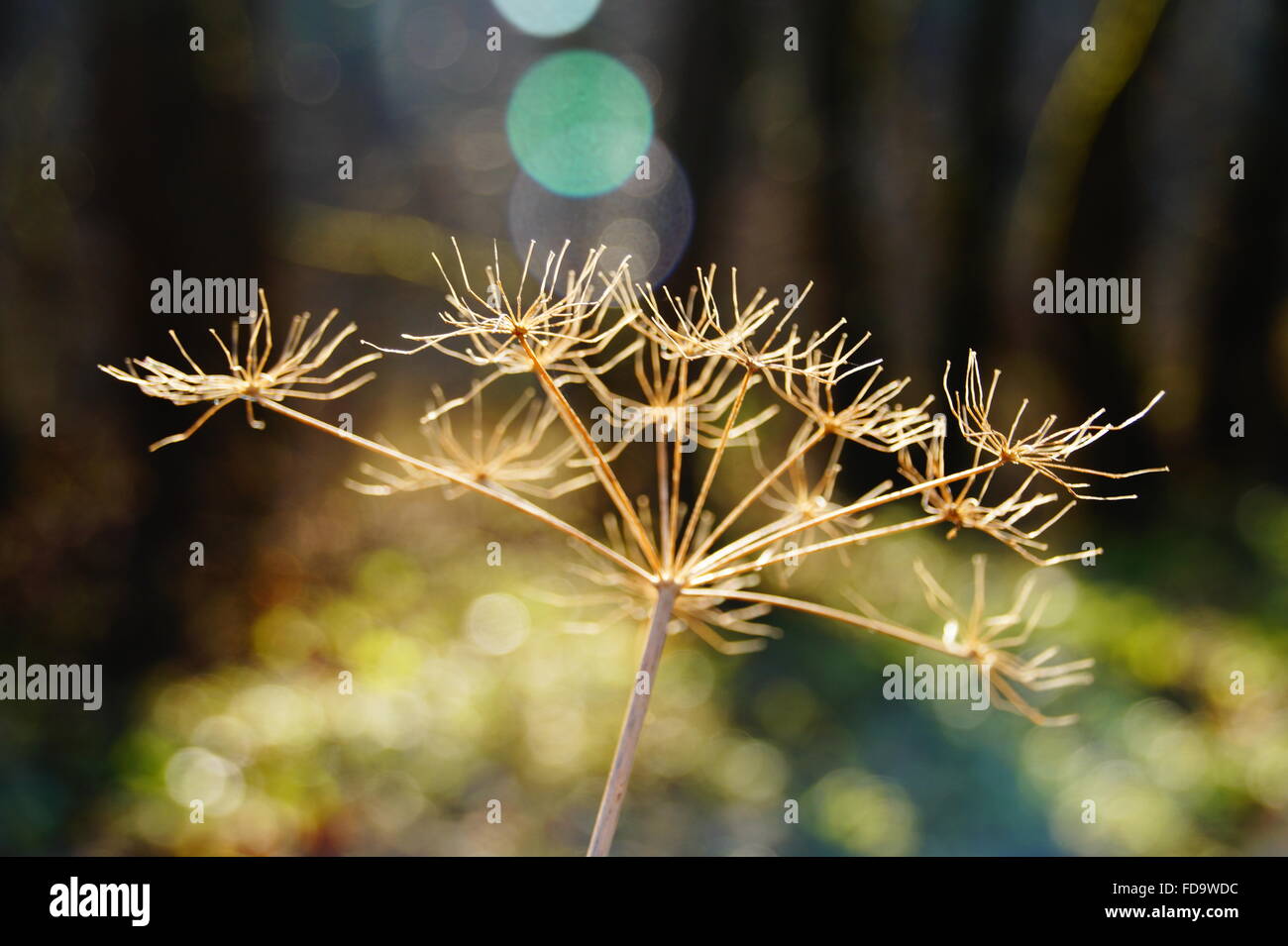 Flower seedhead hi-res stock photography and images - Alamy