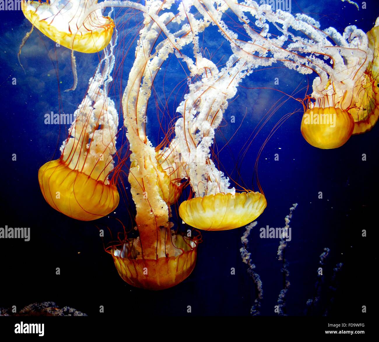 Sea and animals hi-res stock photography and images - Alamy