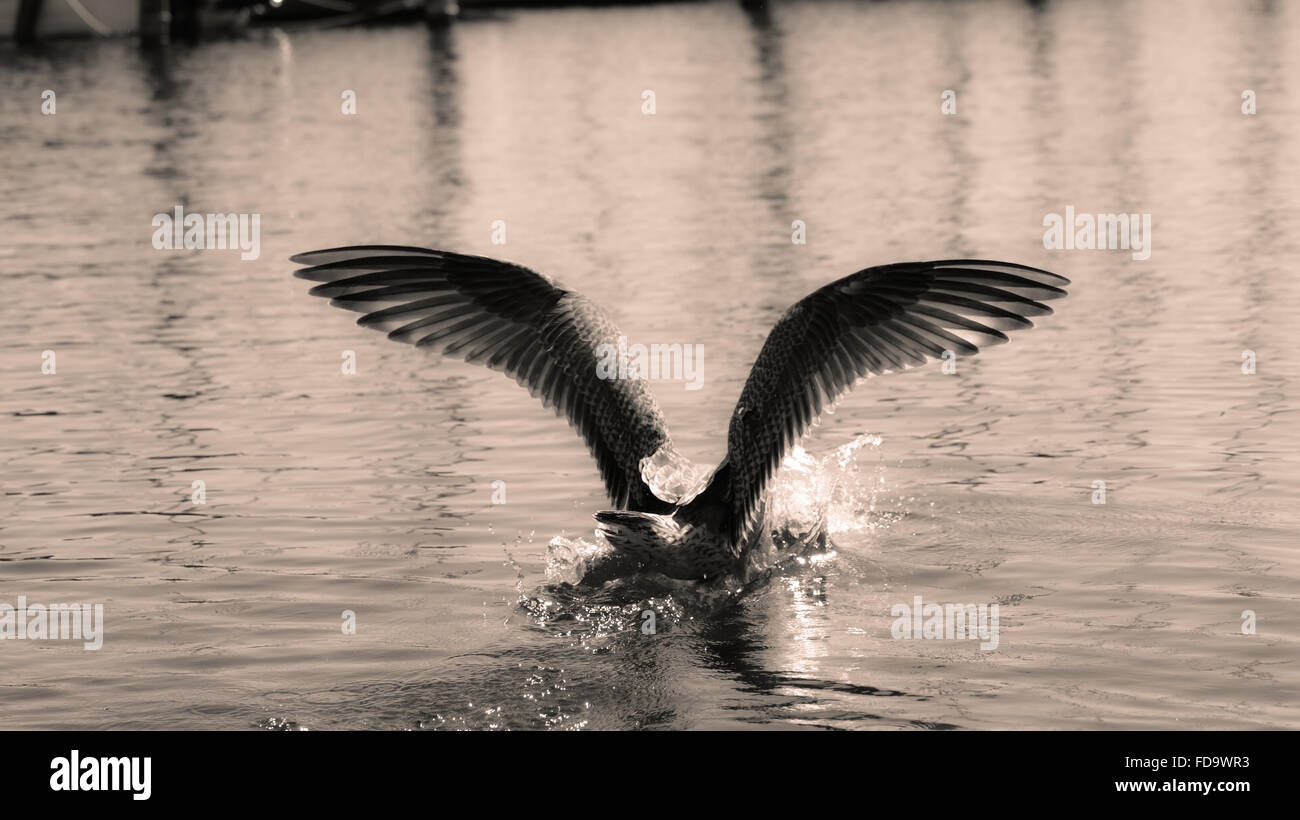 Landing animal hi-res stock photography and images - Alamy
