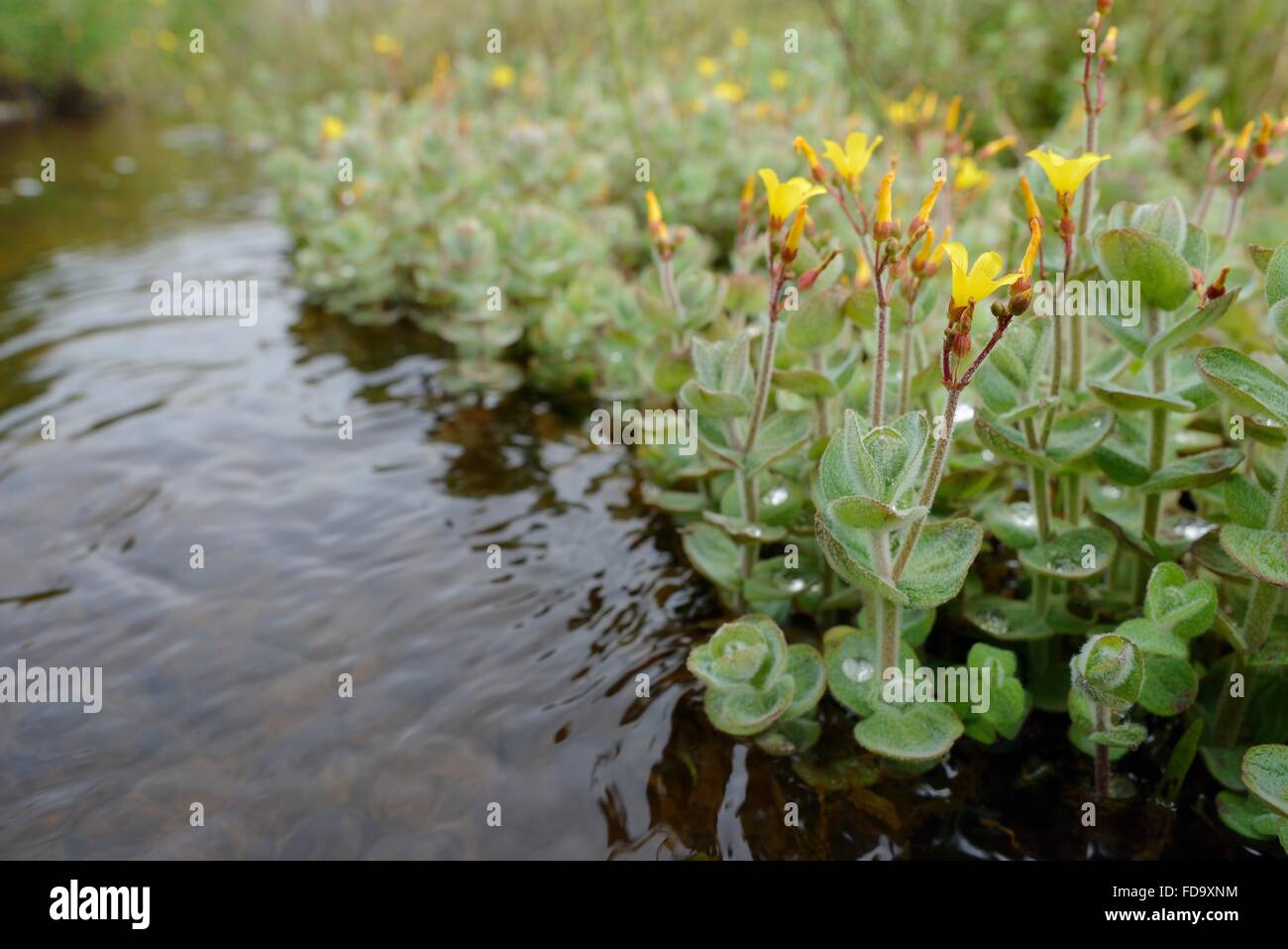 Marsh St.John's wort / Bog Hypericum (Hypericum elodes) flowering in a ...