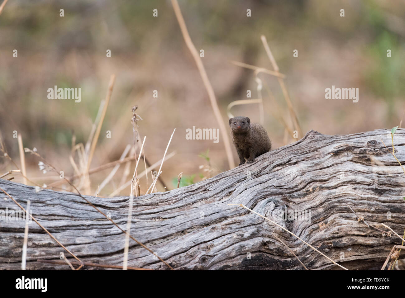 Single Common Dwarf Mongoose standing on tree looking at camera ...
