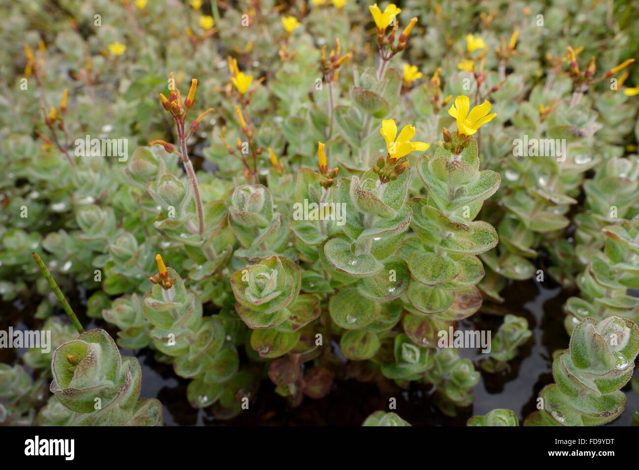 Marsh St.John's wort / Bog Hypericum (Hypericum elodes) flowering in a ...