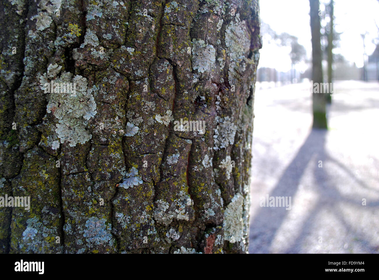 Close up of the tree in winter with sun flecks Stock Photo - Alamy