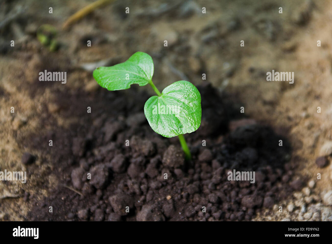 Plant without soil hi-res stock photography and images - Alamy