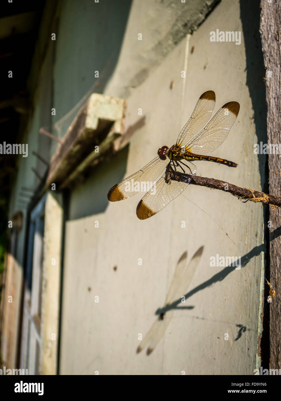 A dragonfly rests on a traditional farm building Stock Photo - Alamy