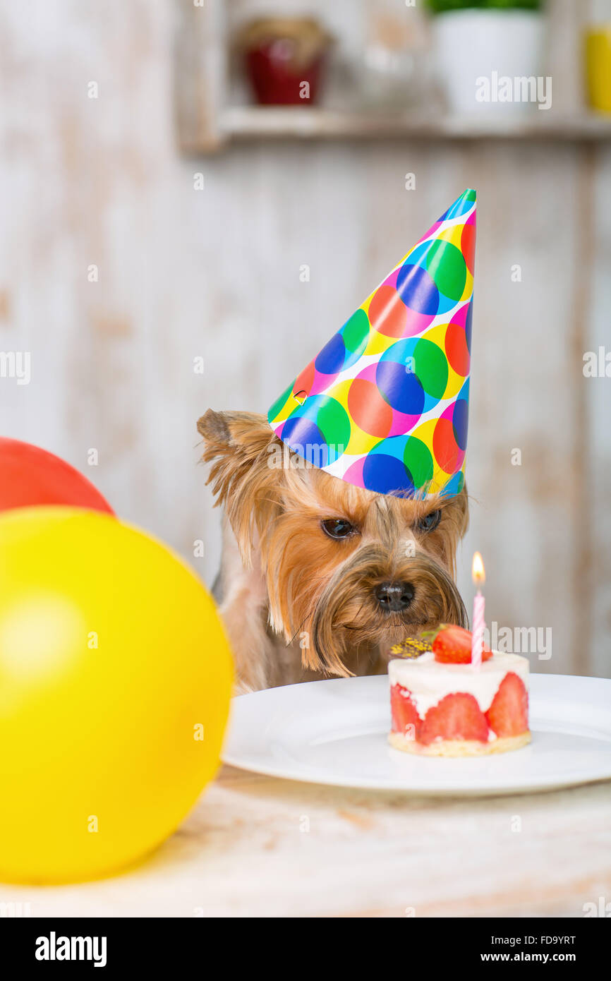 Sniffing cake hi-res stock photography and images - Alamy