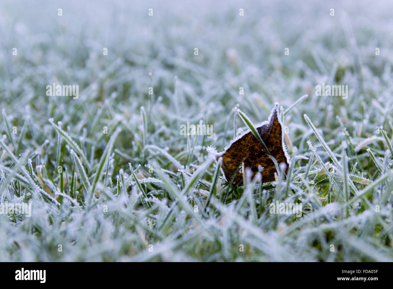 A single frosted leaf on icy grass Stock Photo - Alamy