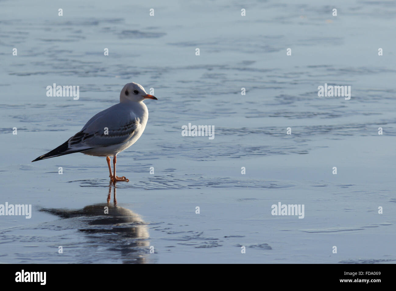 Bird reflection on ice hi-res stock photography and images - Alamy