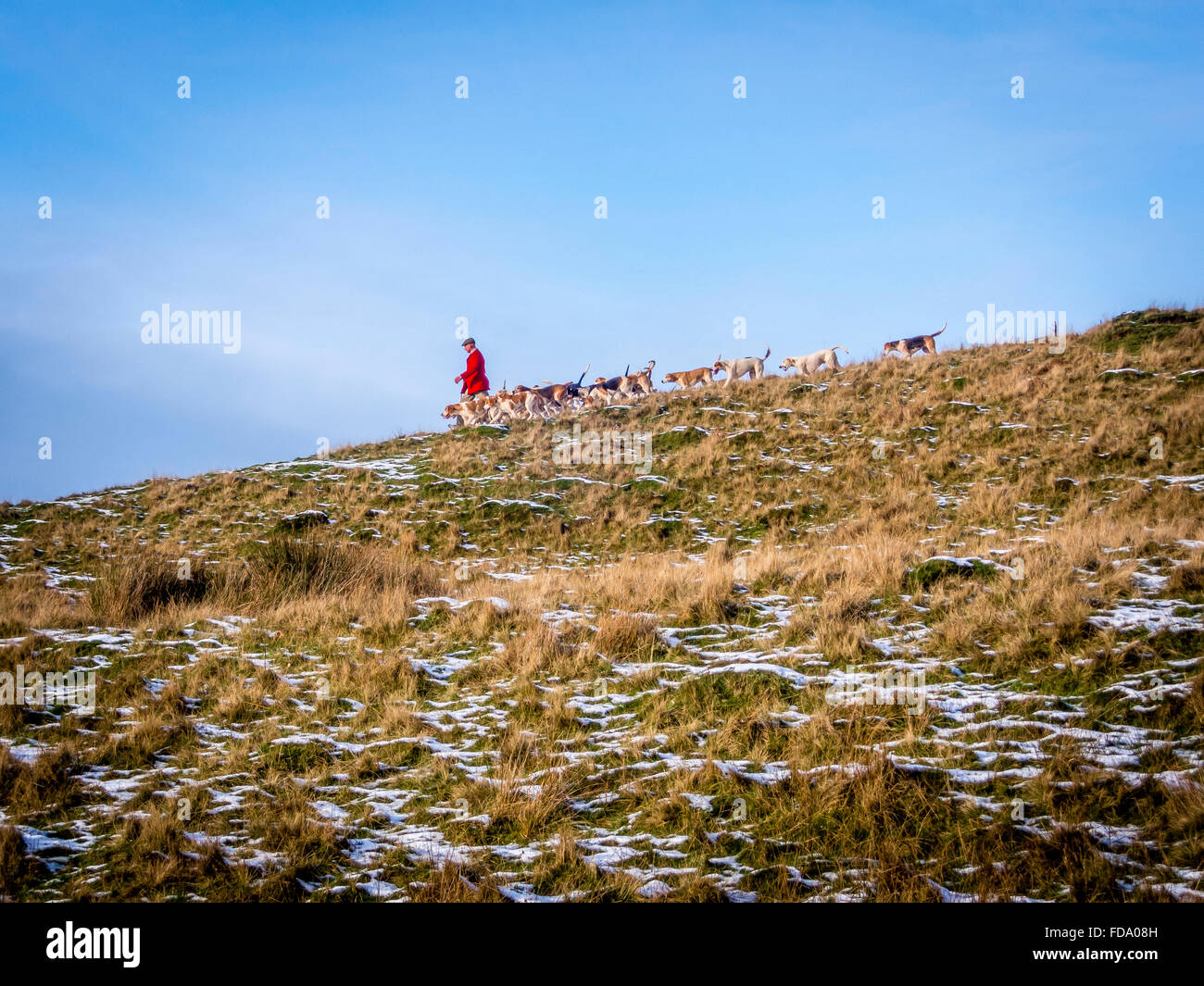Hunter and dogs walking in the English countryside Stock Photo - Alamy