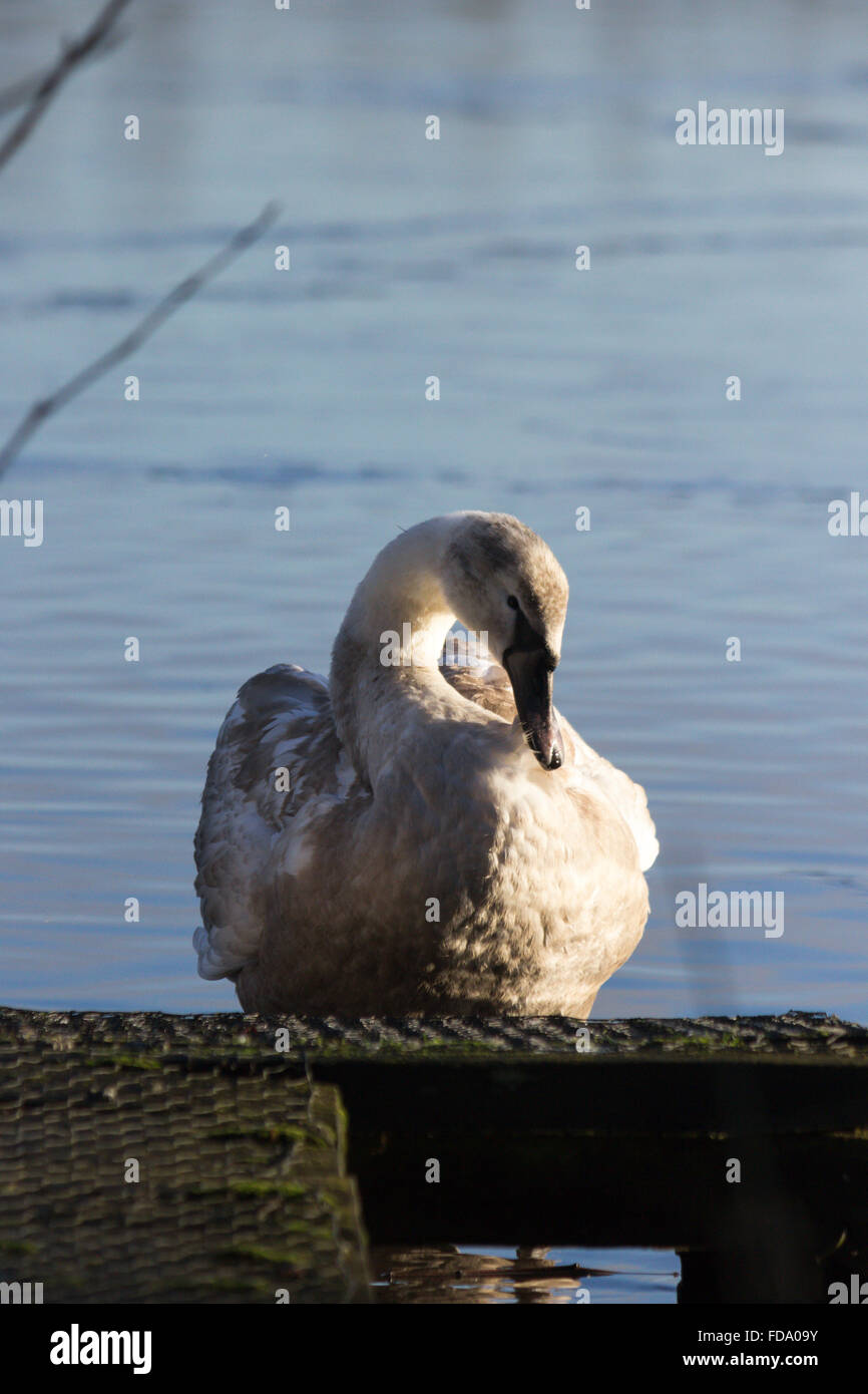 Regal swan hi-res stock photography and images - Alamy