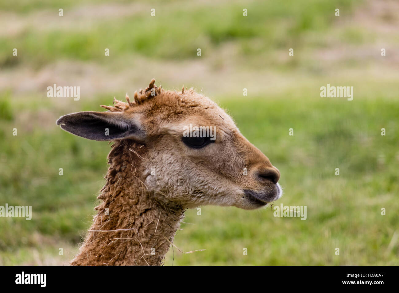 Closeup of a Llama Stock Photo - Alamy
