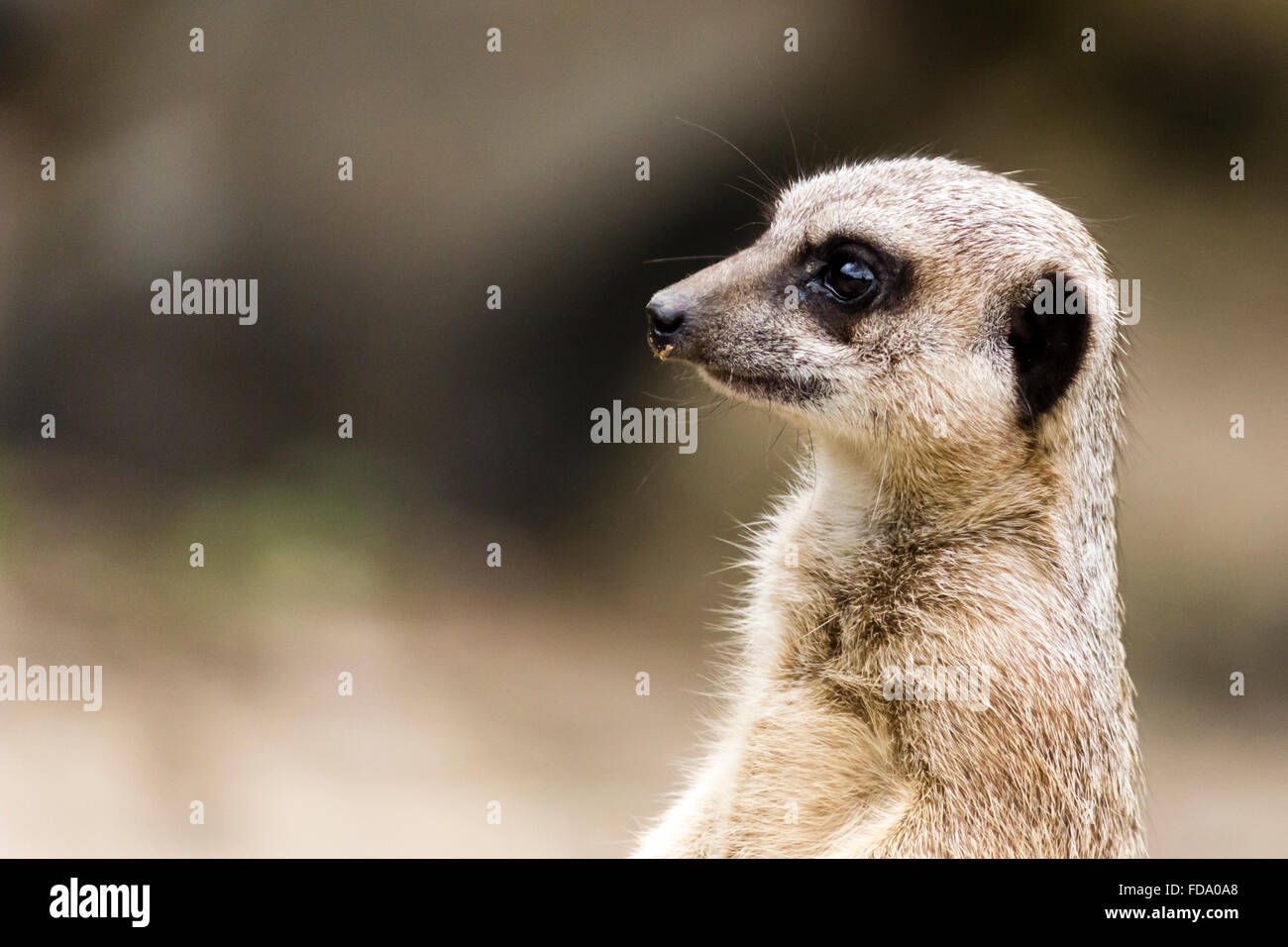 Edinburgh zoo meerkat hi-res stock photography and images - Alamy