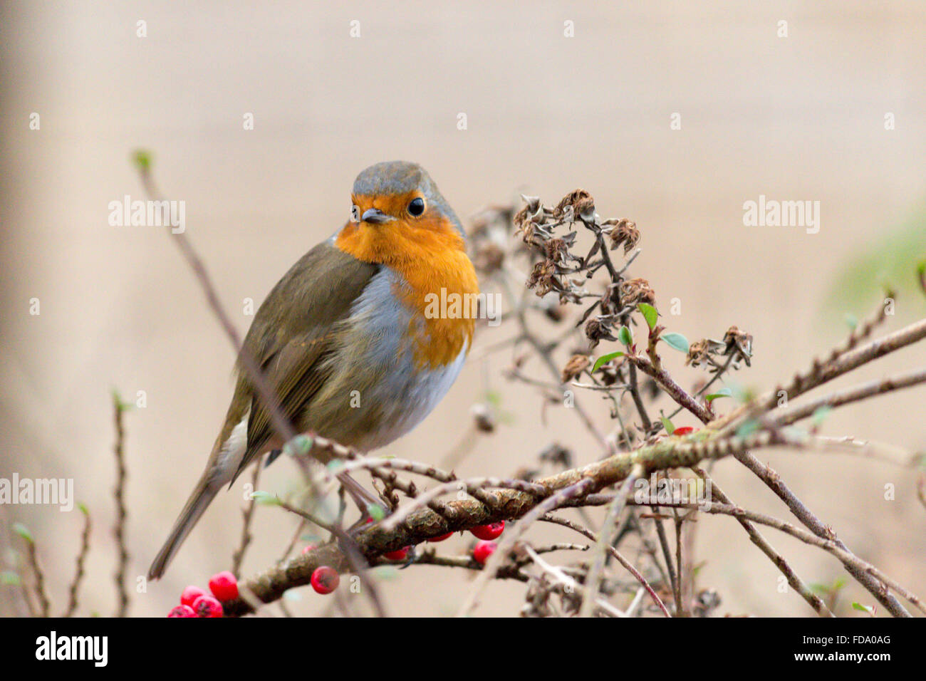Robin with holly hi-res stock photography and images - Alamy