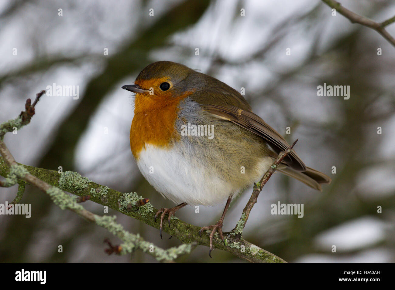 Robin on branch hi-res stock photography and images - Alamy