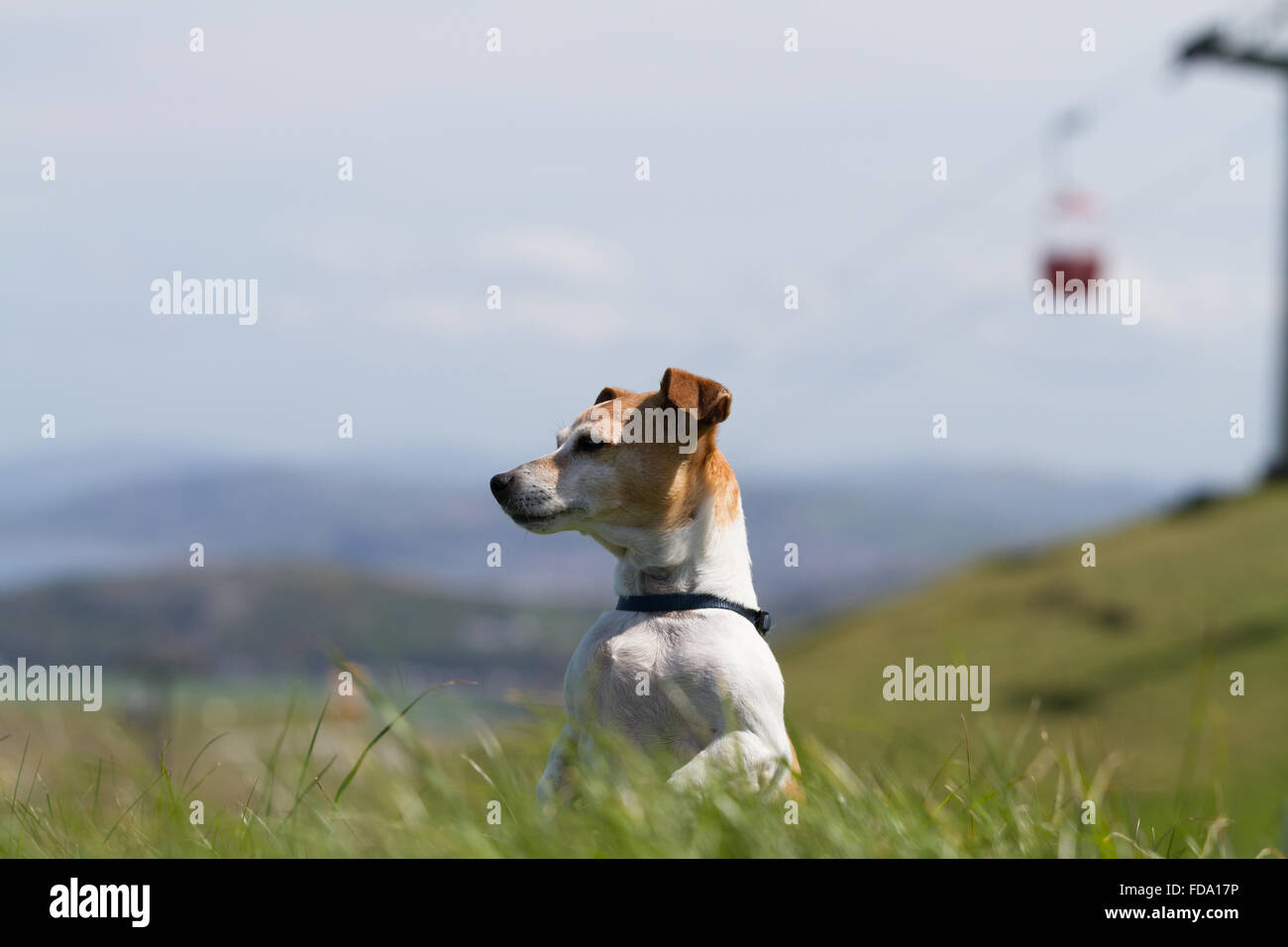 Jack Russell 'Pippa' stands proud looking out from the Great Orme ...