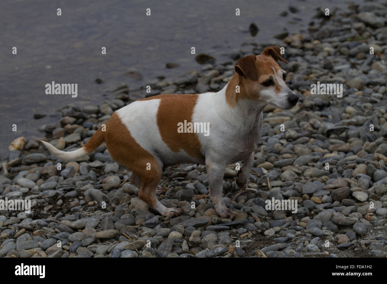 Jack russell terrier hi-res stock photography and images - Alamy